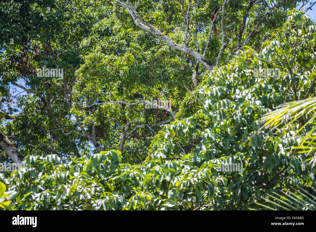 Ara birds sitting in tree Stock Photo - Alamy