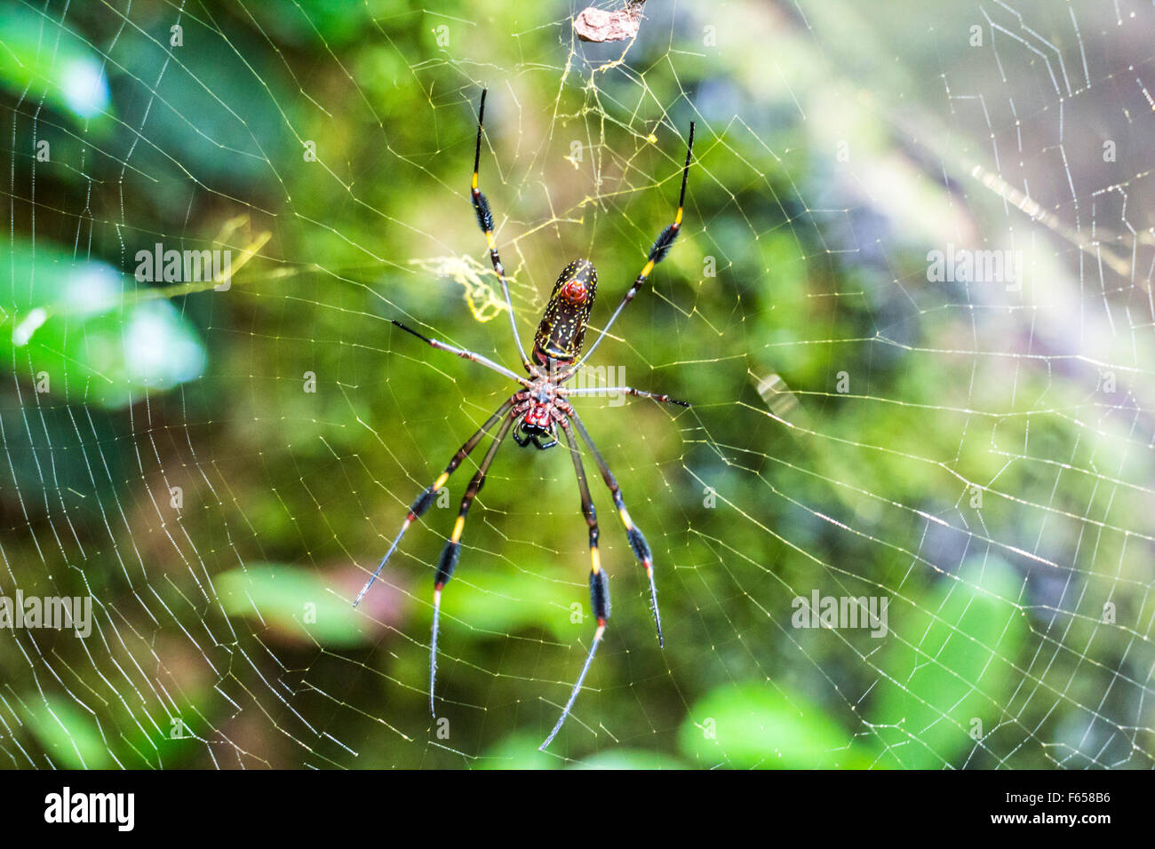 Big spider in Corcovado, Costa Rica Stock Photo - Alamy