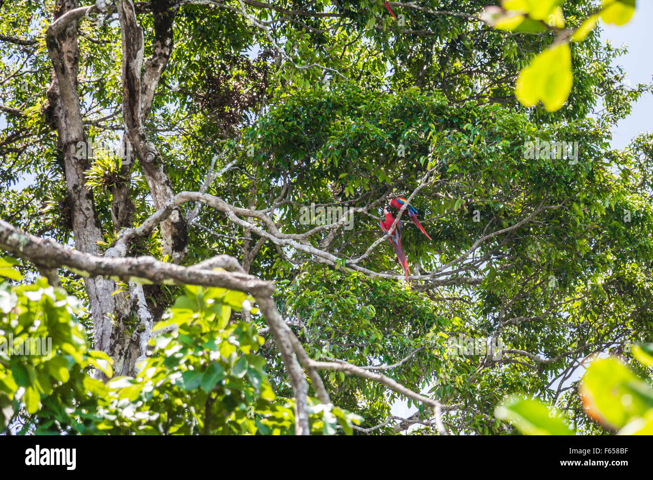 Ara birds sitting in tree Stock Photo - Alamy