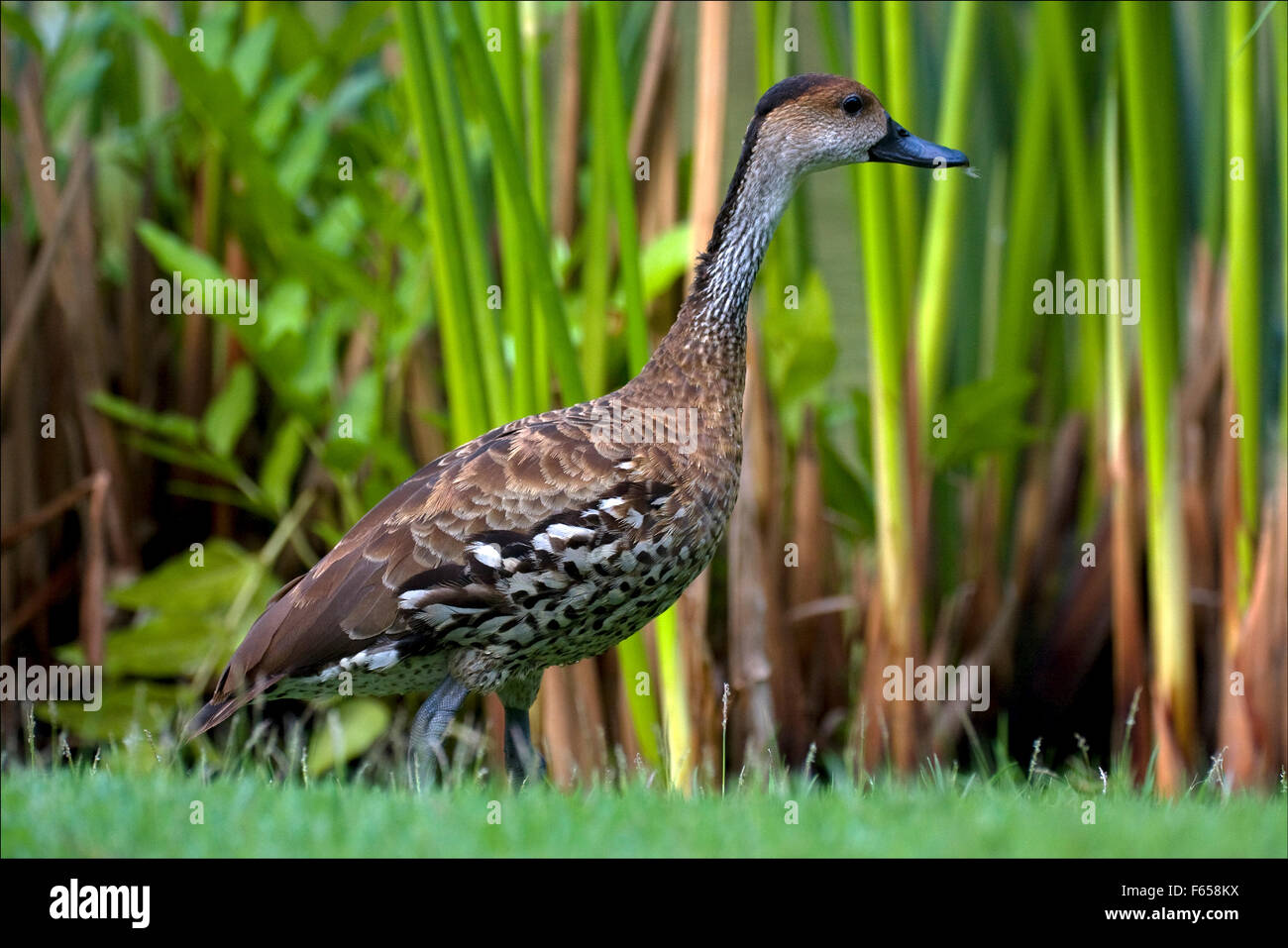 side of duck whit black eye in bush republica dominicana Stock Photo ...