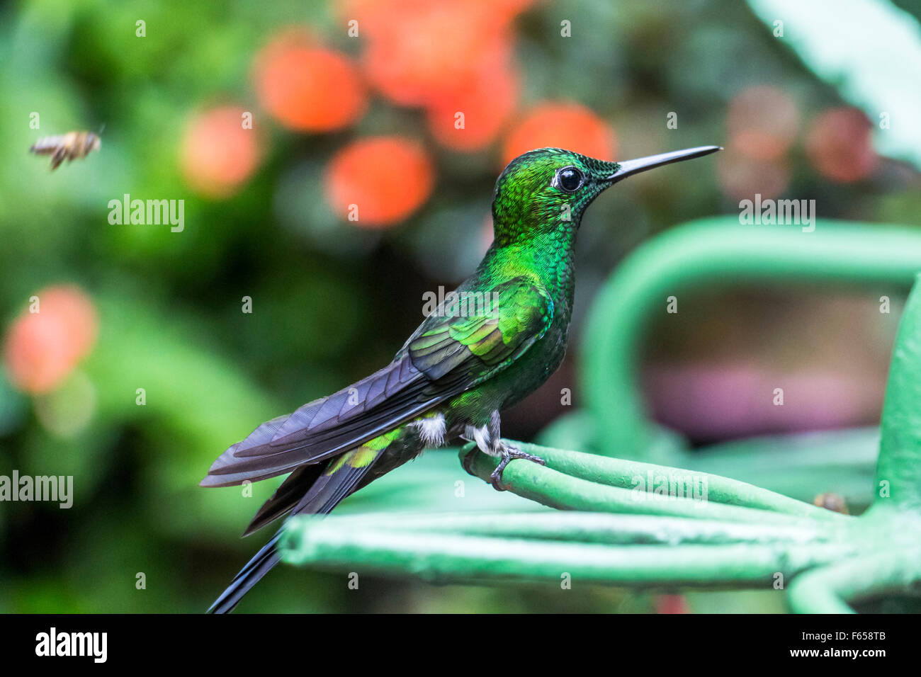 Green hummingbird in Costa Rica Stock Photo - Alamy
