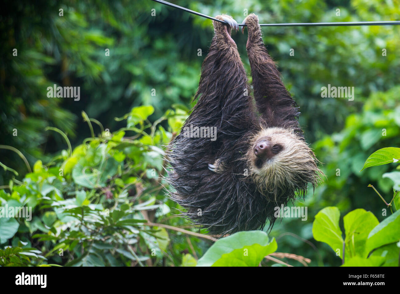 Lazy sloth in Panama Stock Photo - Alamy