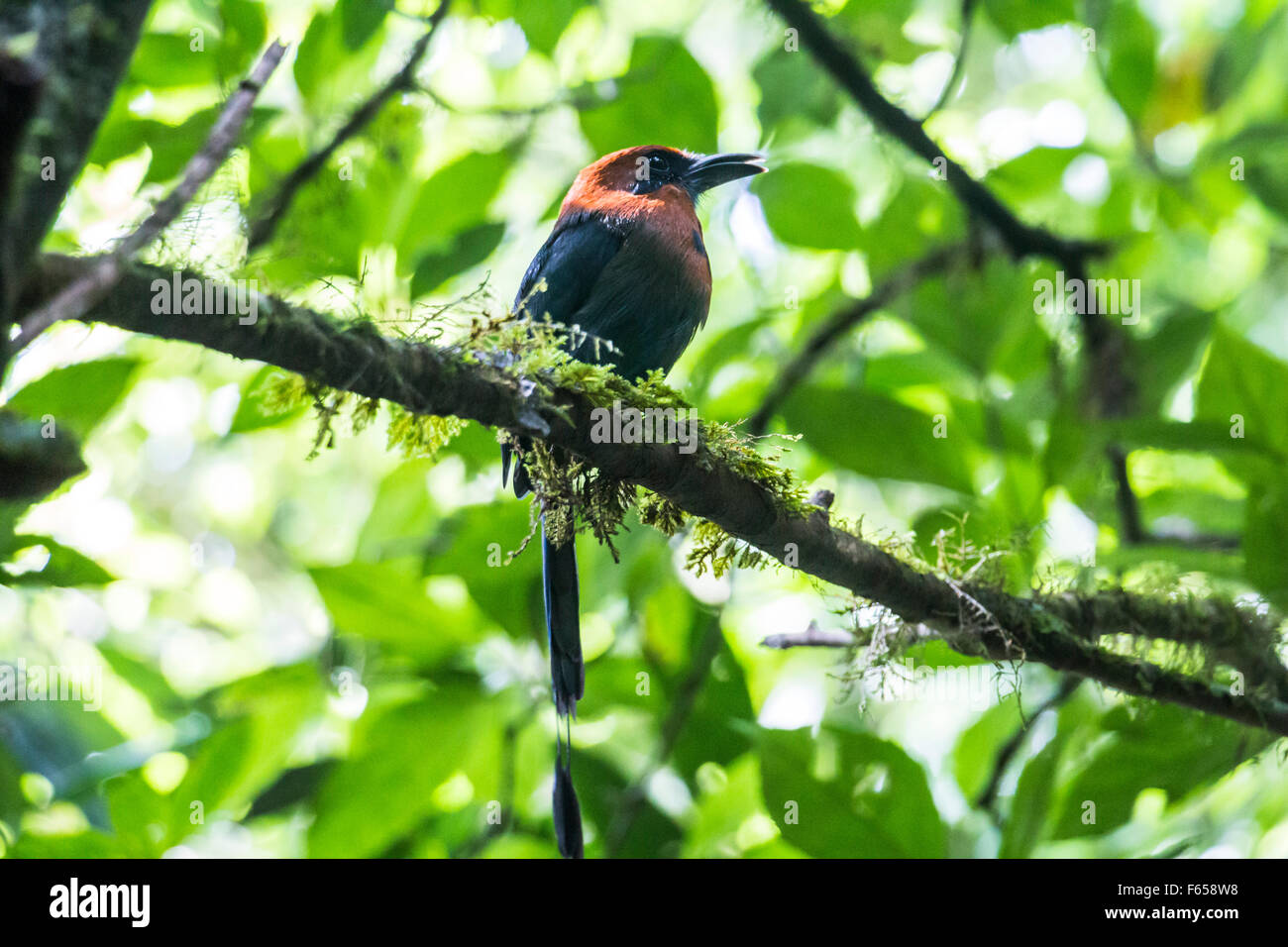 Arenal volcano national park animal hi-res stock photography and images ...