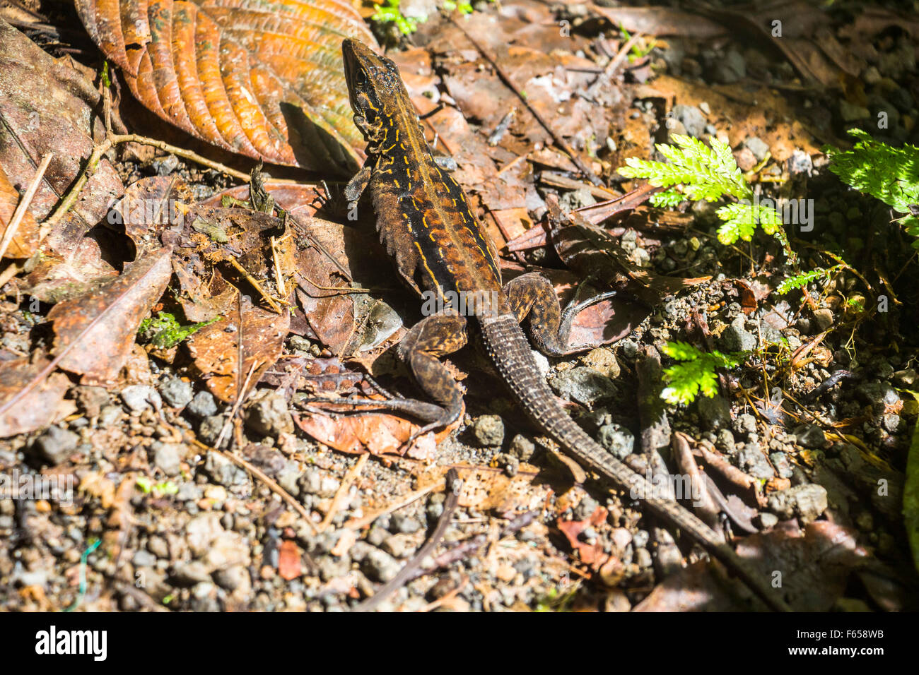 Small Reptile in Costa Rica Stock Photo - Alamy