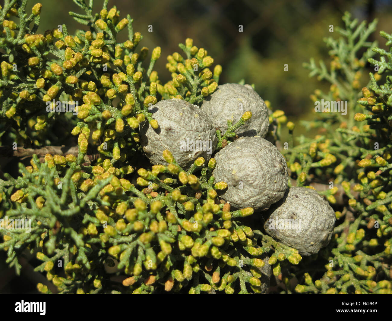 Small plant cones hi-res stock photography and images - Alamy