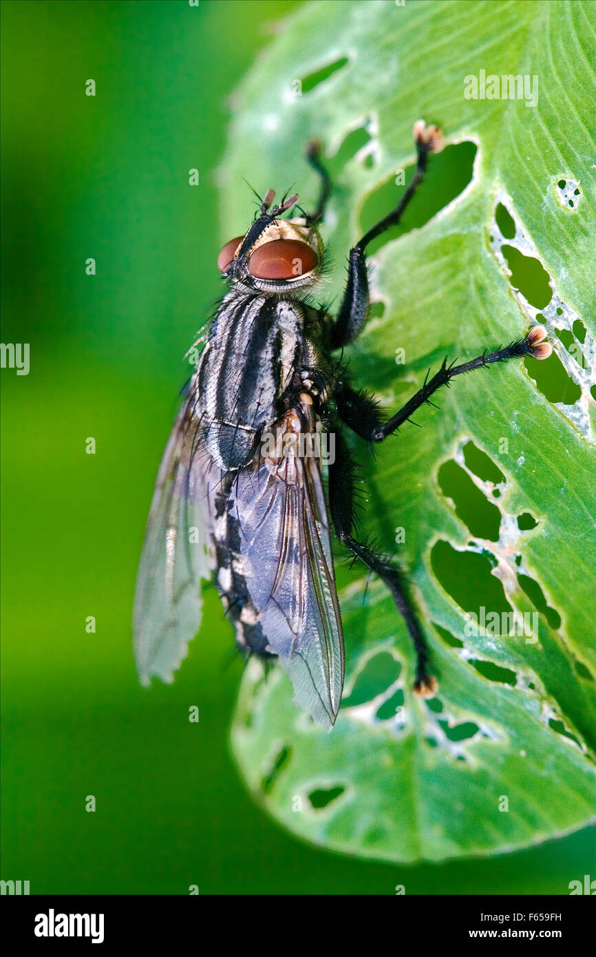 muscidae helina obscurata mydaea corni musca domestica in a leaf Stock ...