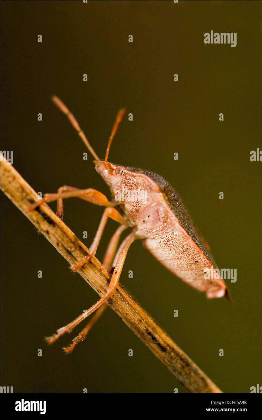 side of wild fly hemiptera Nezara Virdula Heteroptera pentatomidae ...