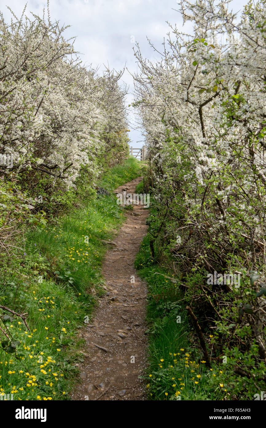 Coast footpath through flowering Blackthorn hedgerows leading to a gate ...