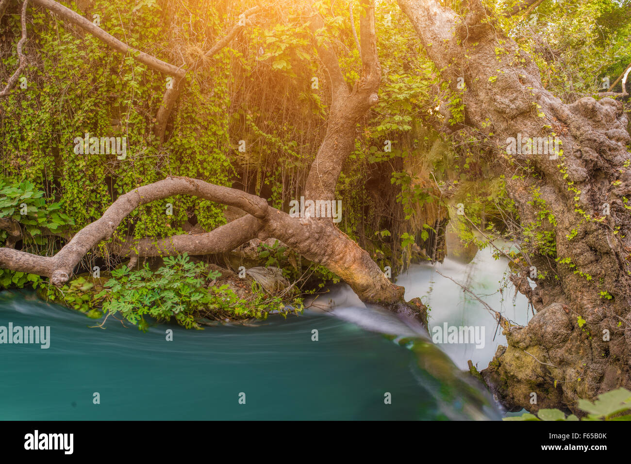 Plant waterfall hi-res stock photography and images - Alamy