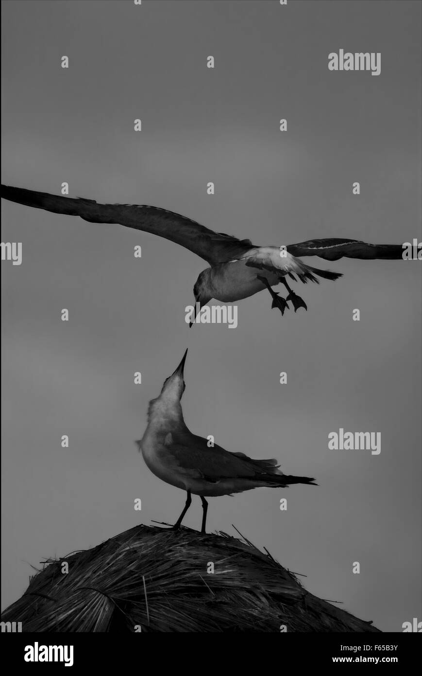 side of brown sea gull flying in straw mexico tulum Stock Photo - Alamy