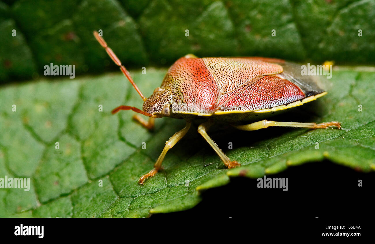 side of wild fly hemiptera Nezara Virdula Heteroptera pentatomidae ...