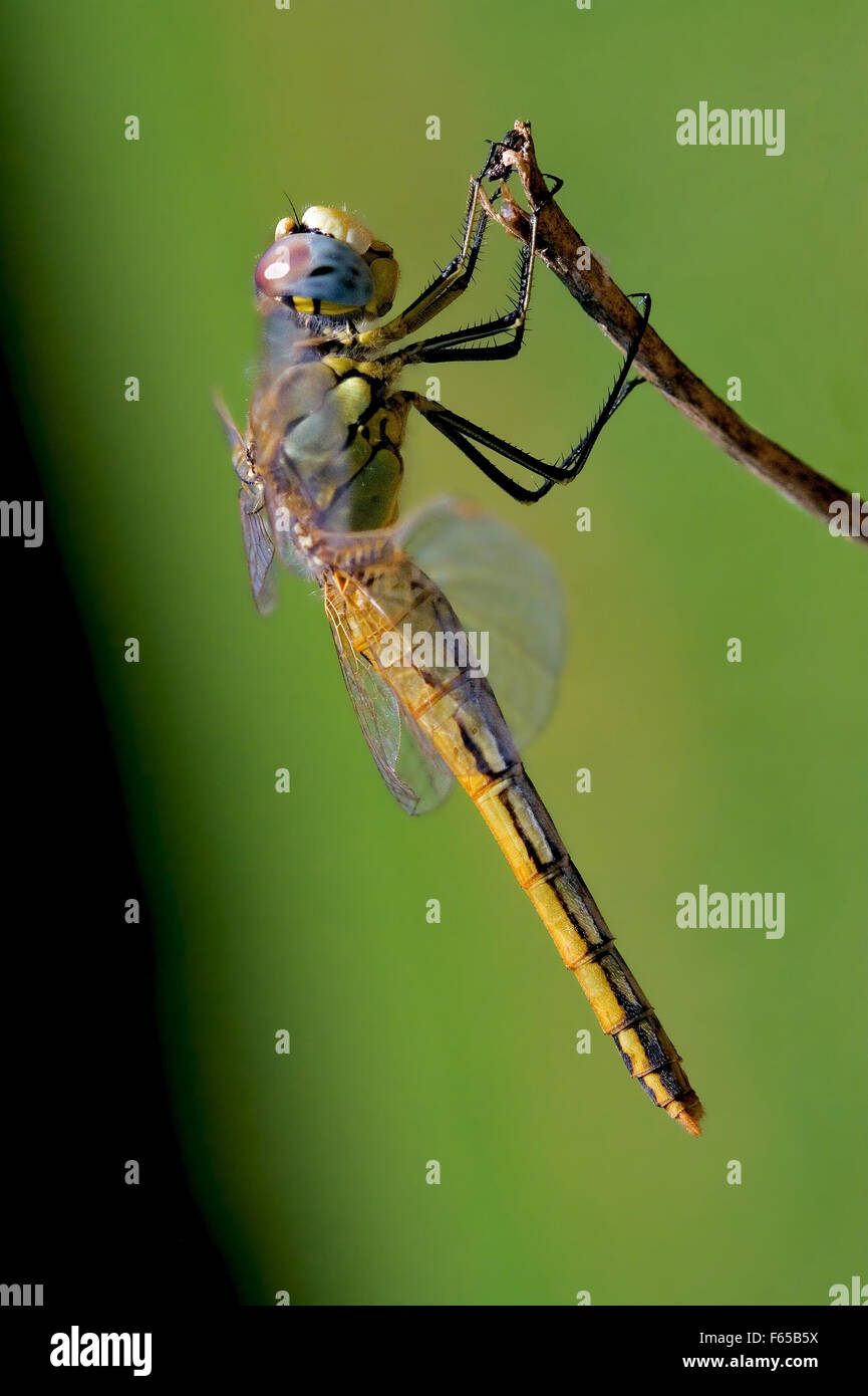 Yellow dragonfly rest in the bush Stock Photo - Alamy