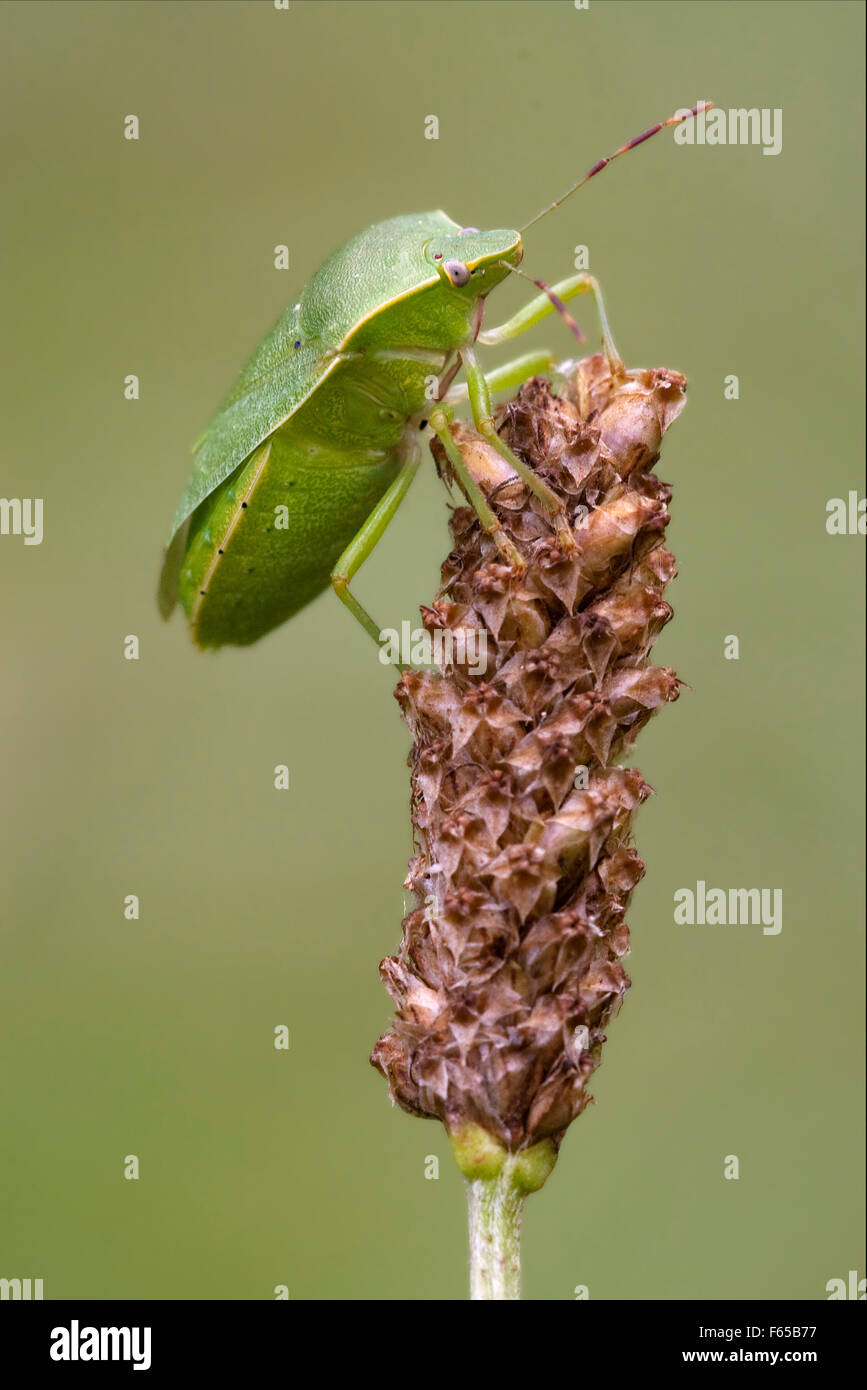 side of wild fly hemiptera Nezara Virdula Heteroptera pentatomidae ...