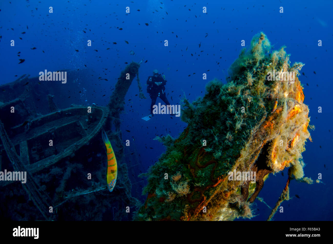 Diver at the MS Zenobia shipwreck. MS Zenobia was a Swedish built ...