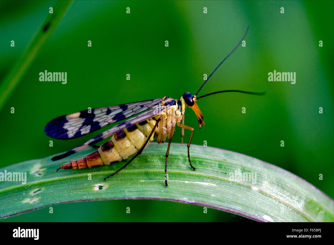 side of wild fly Mecoptera Scorpion Fly Panorpa Panorpidae on a green ...