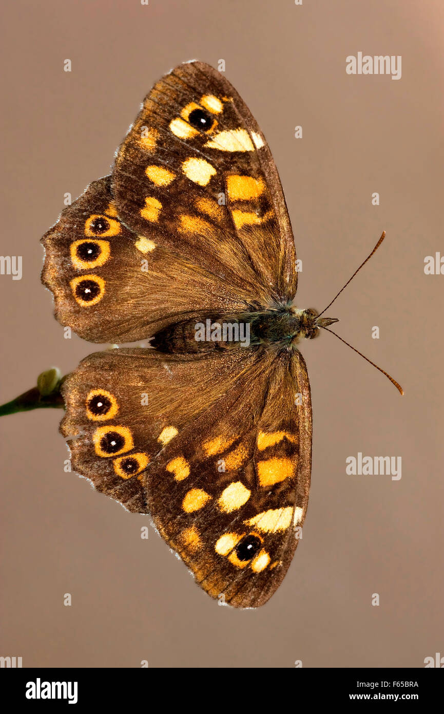 Curved rear wing hi-res stock photography and images - Alamy