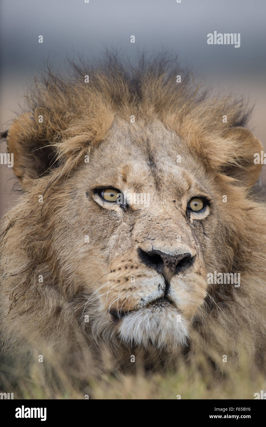 Beautiful male lion hi-res stock photography and images - Alamy