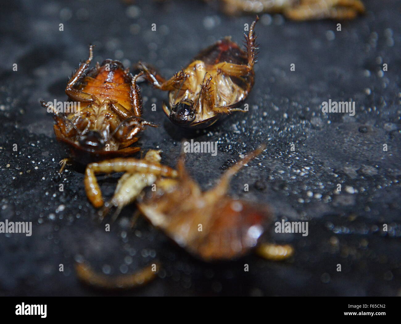 Ceske Budejovice, Czech Republic. 12th Nov, 2015. Fried cockroach ...
