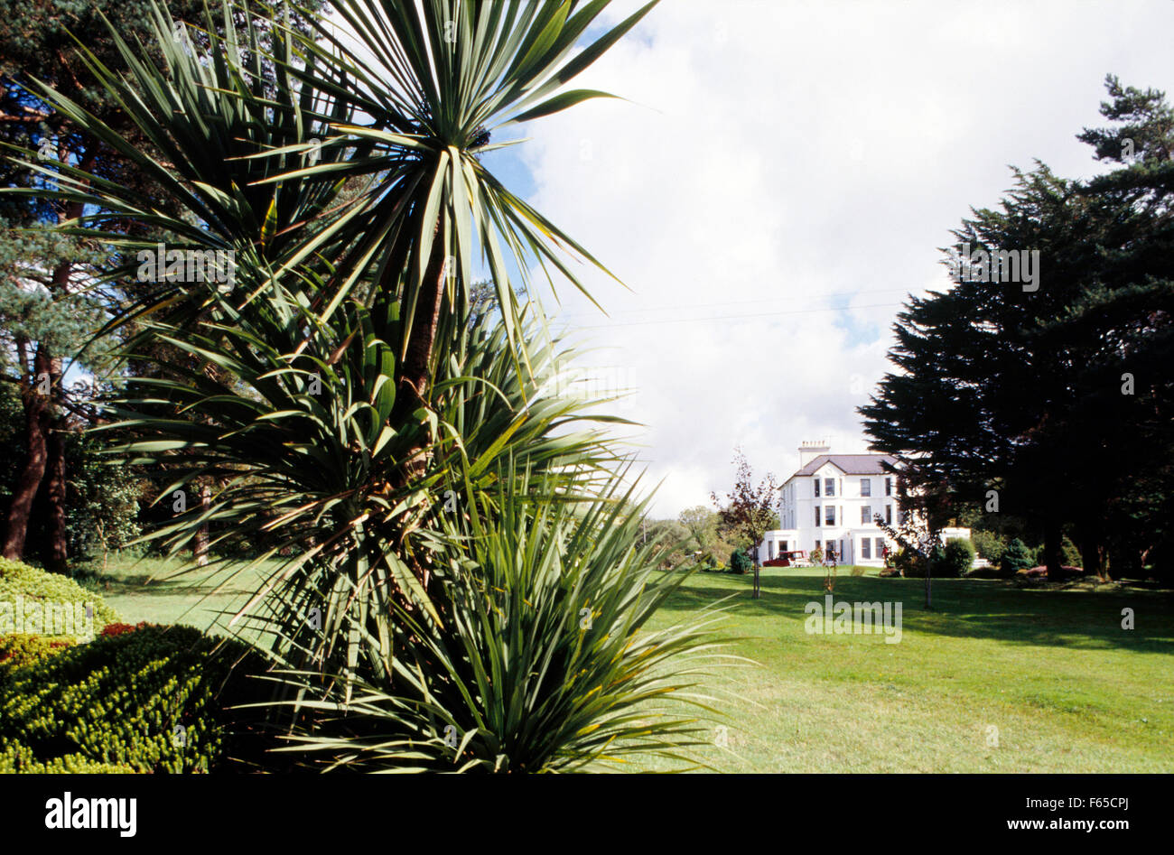 View of house with palm trees in garden, Ireland Stock Photo - Alamy
