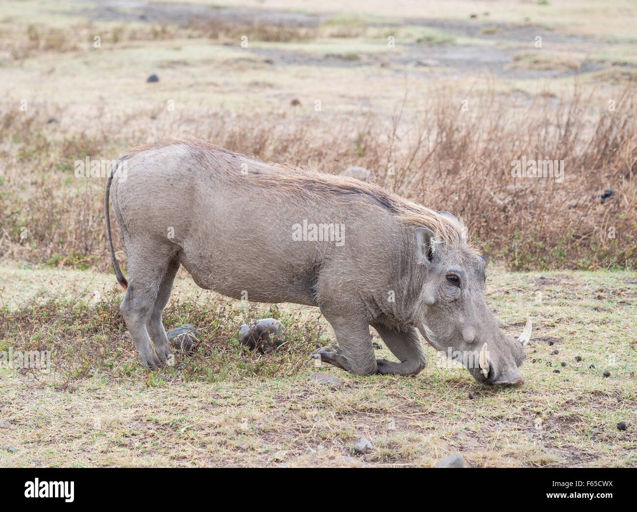 Common warthog in Ngorongoro Crater in Tanzania, East Africa, feeding ...