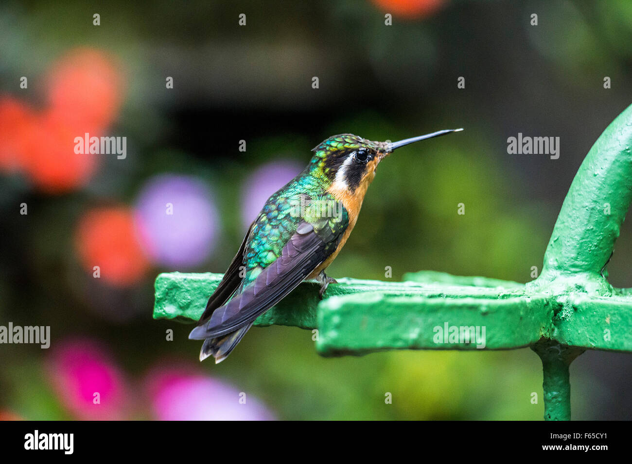 Green hummingbird in Costa Rica Stock Photo - Alamy