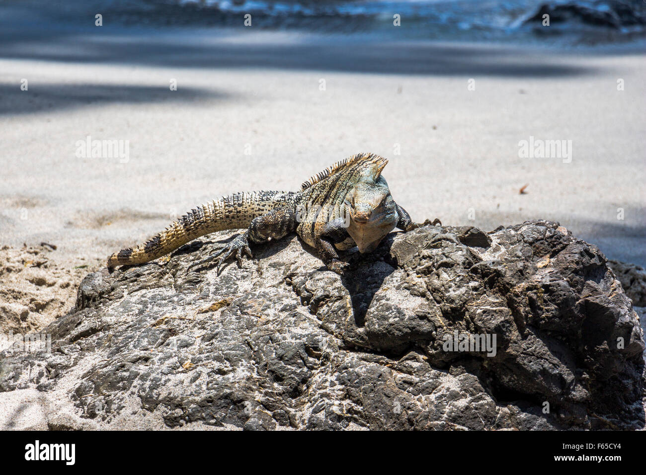 Iguana sitting on stone Stock Photo - Alamy