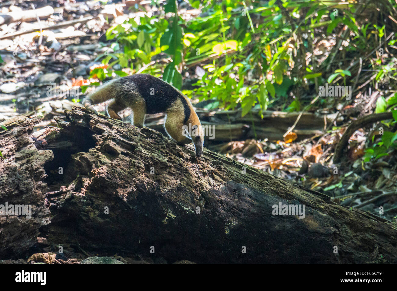 Ant-eater searching for food Stock Photo - Alamy