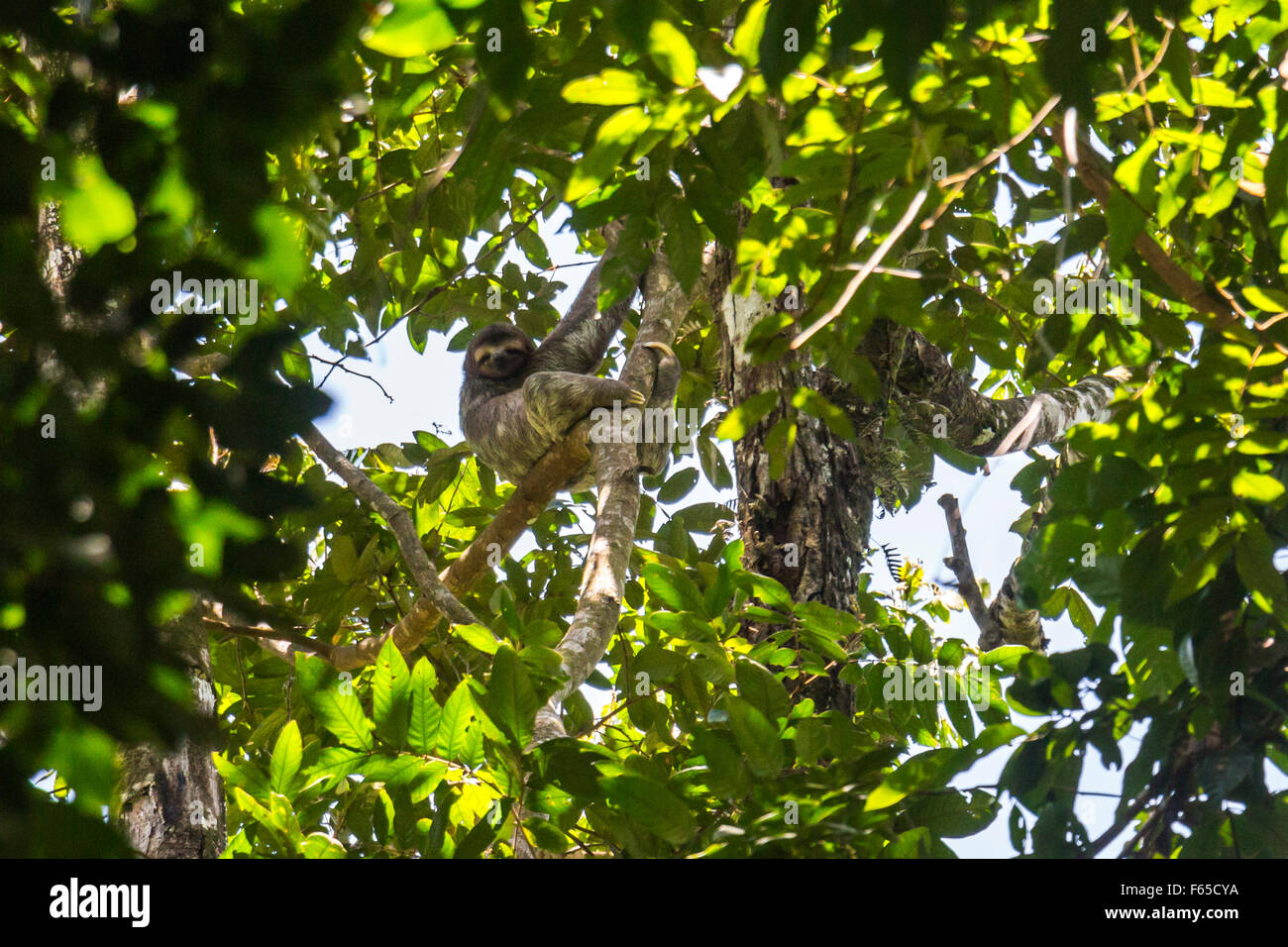 Sloth hanging in the trees Stock Photo - Alamy