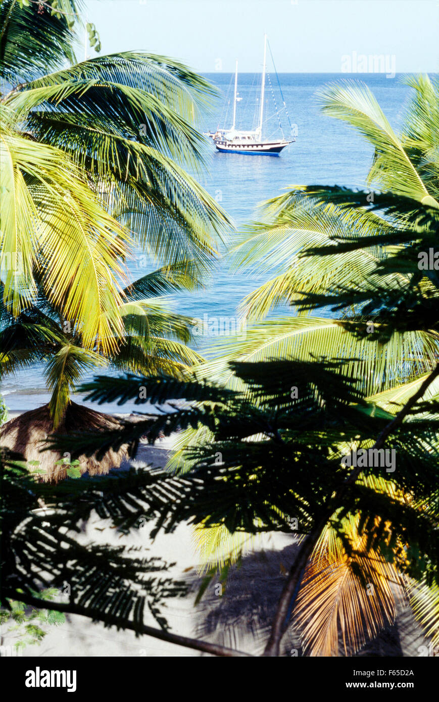 View of ship sailing in sea by palm trees, Caribbean Stock Photo - Alamy