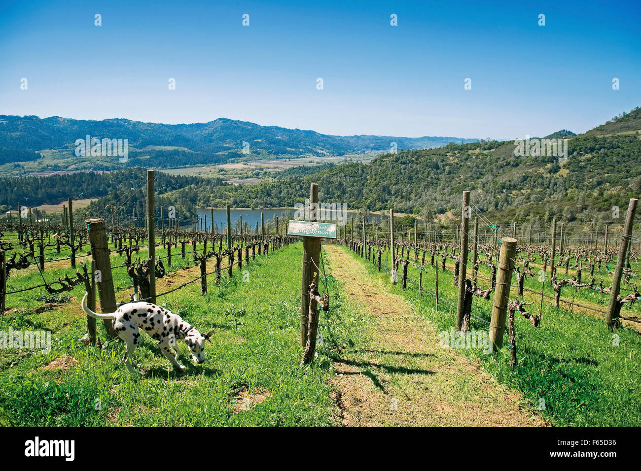 Vineyard on the Howell Mountain above the Napa Valley, California, USA ...