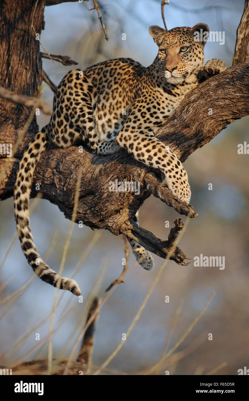 Beautiful female leopard (panthera pardus) in stunning morning sunlight ...