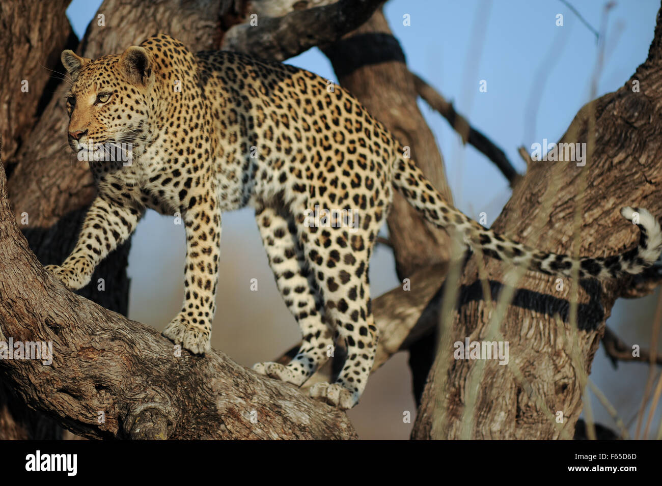 Beautiful female leopard (panthera pardus) in stunning morning sunlight ...