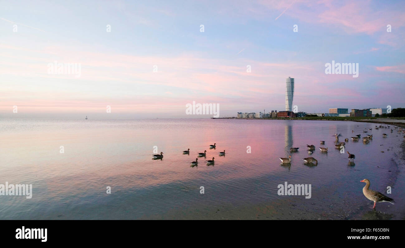 View of Malmo and geese swimming in sea at sunset, Malmo, Sweden Stock ...