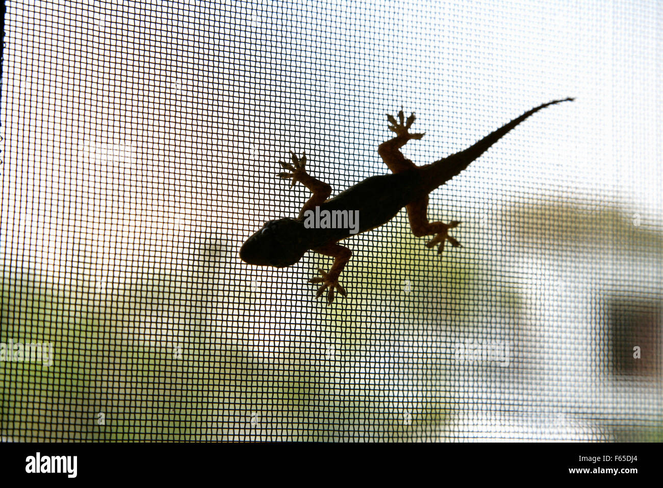 Gecko on insect screen, India Stock Photo - Alamy