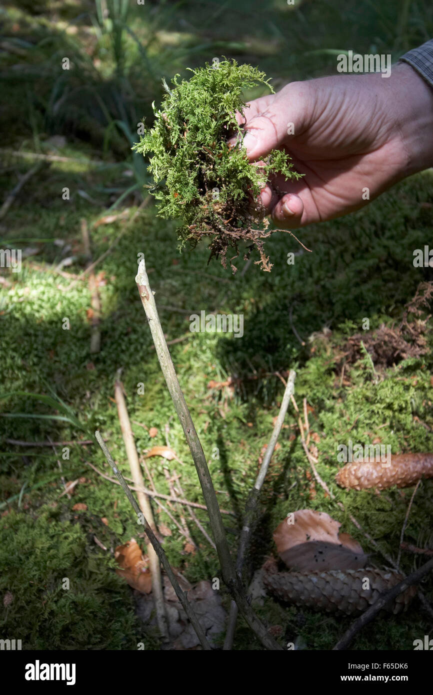 Close-up of man holding moss in National park Kellerwald-Edersee, Hesse ...