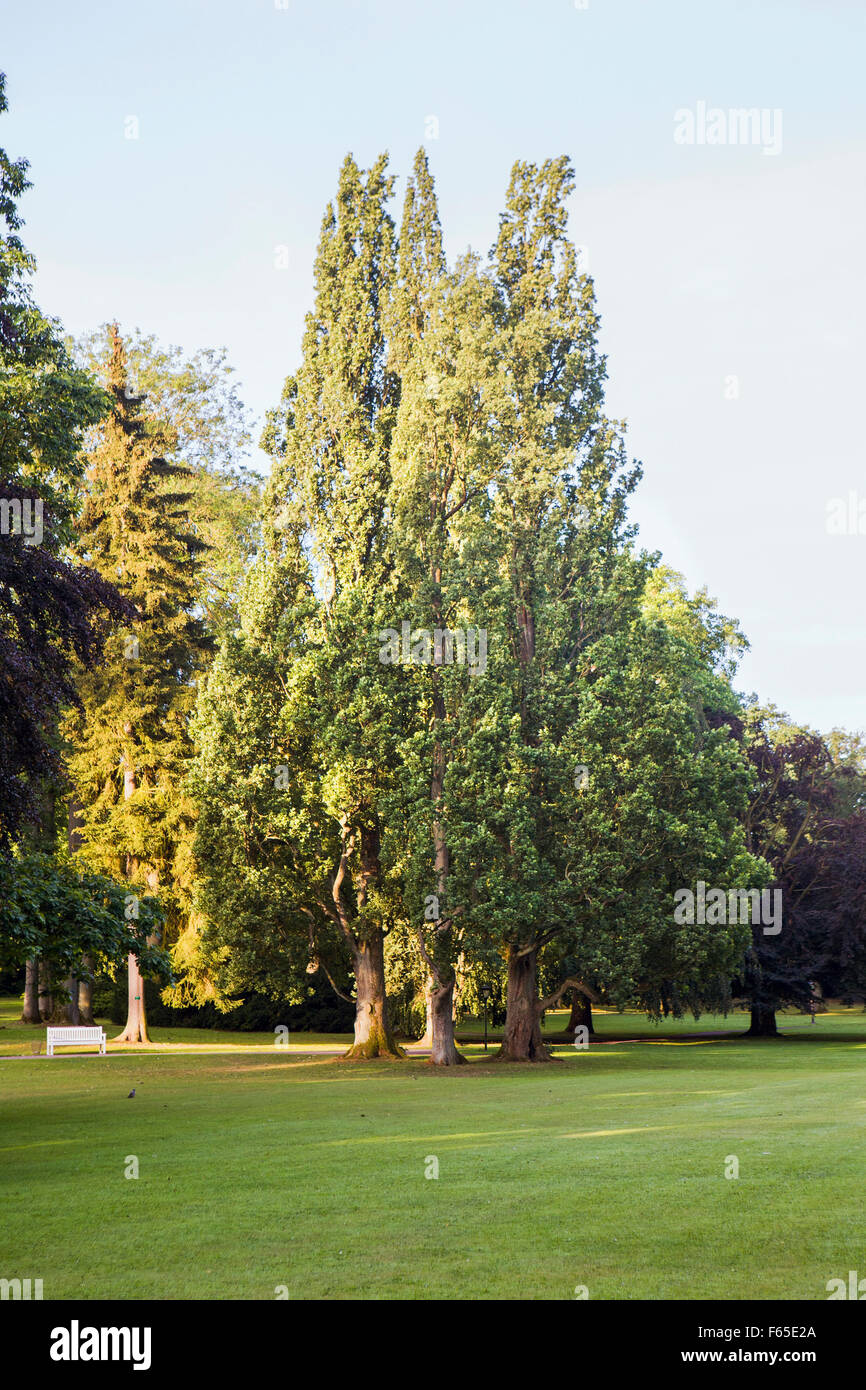 Pyramid oak hi-res stock photography and images - Alamy