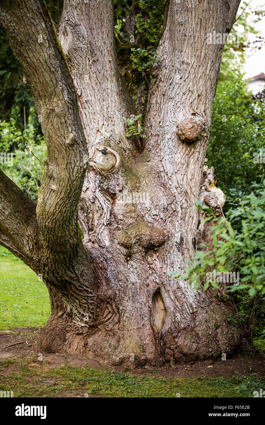 Wych elm tree hi-res stock photography and images - Alamy