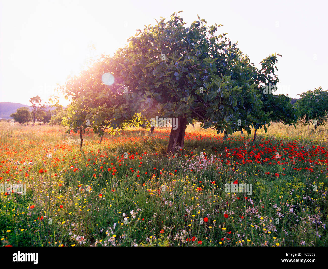 Poppy tree hi-res stock photography and images - Alamy