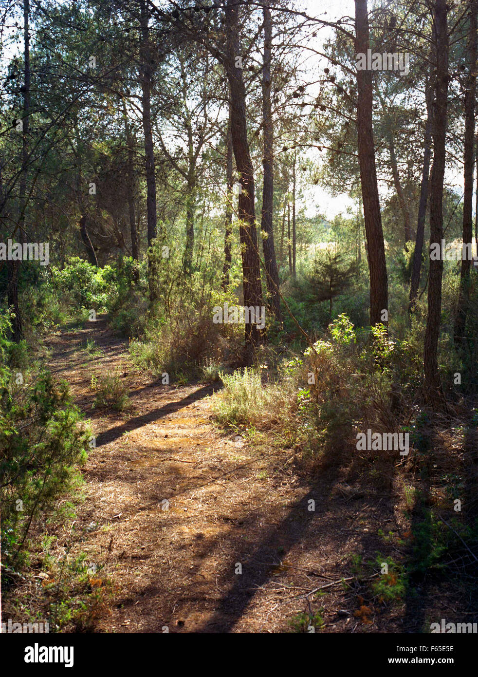 Track through the forest track through the forest hi-res stock ...