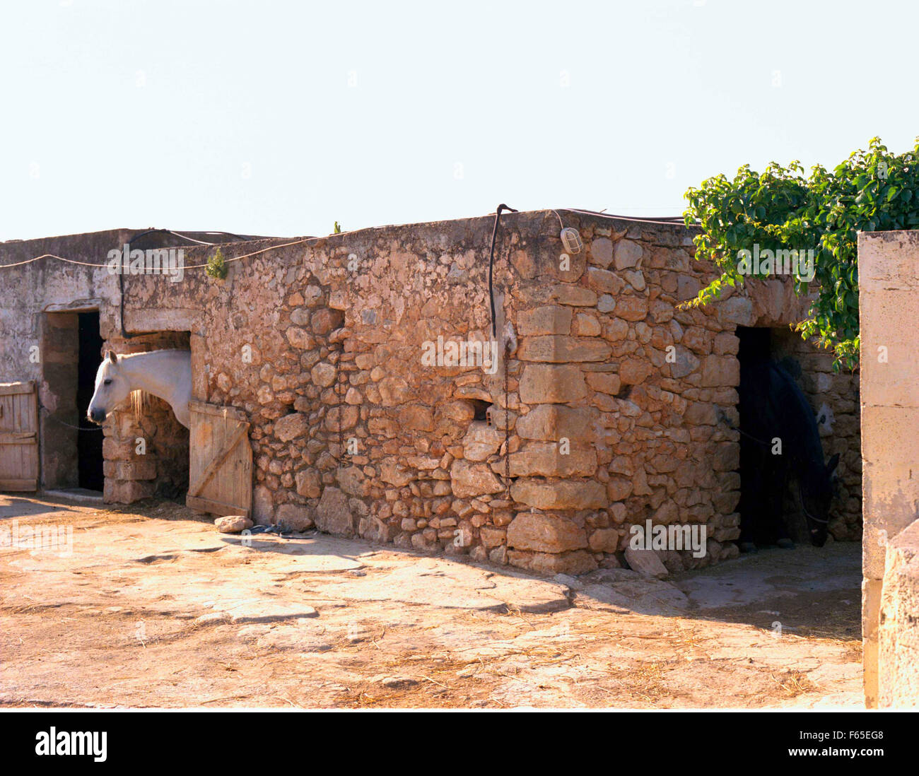 White horse in stable made of stone walls on Ibiza island, Spain Stock ...