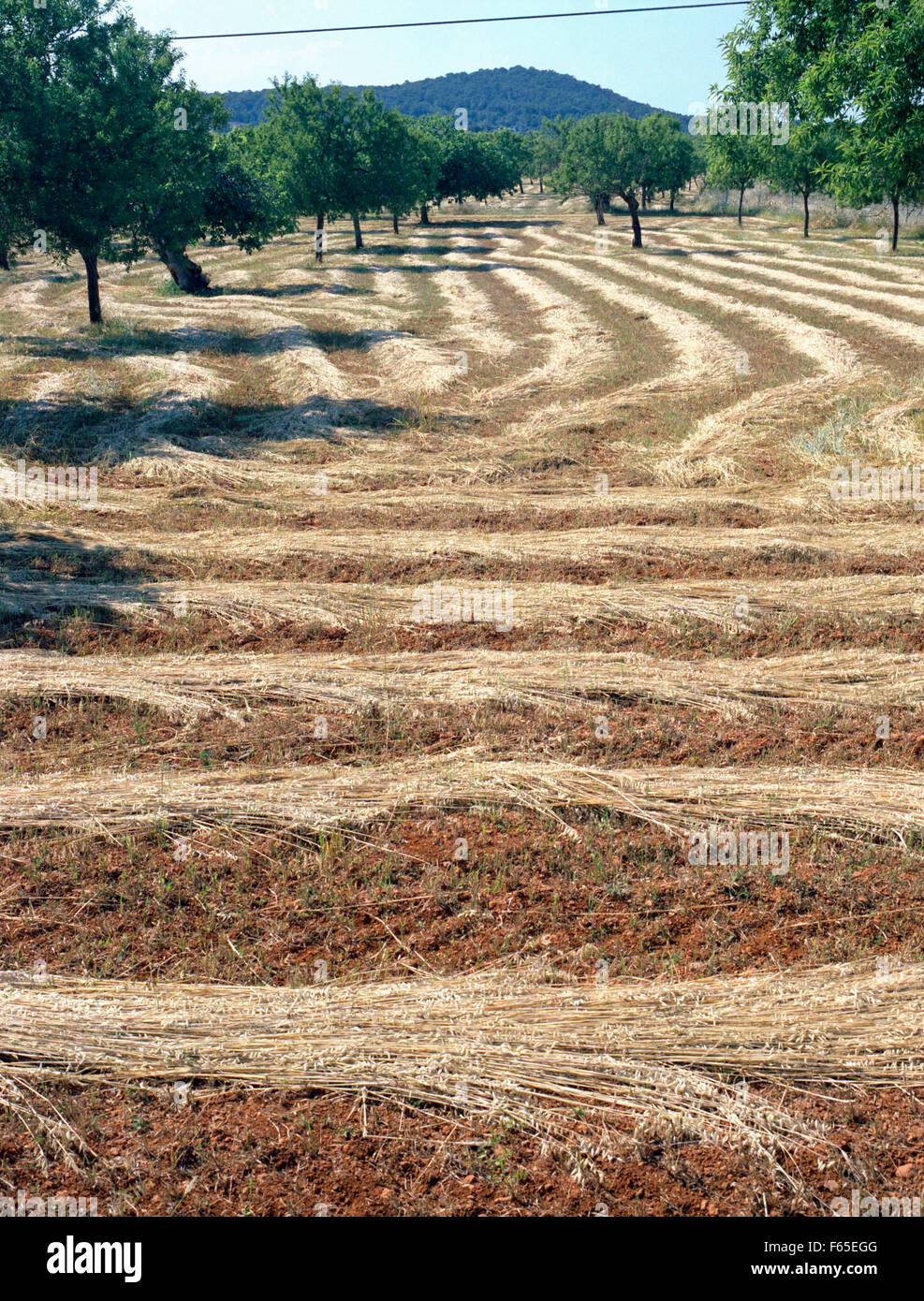 View of field with harvested crops on Ibiza island, Spain Stock Photo ...