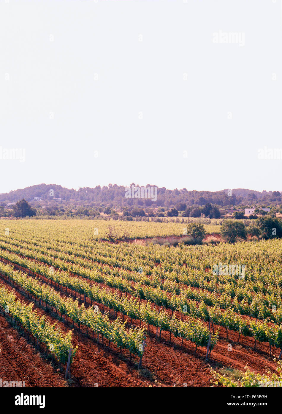 View of field with crops on Ibiza island, Spain Stock Photo - Alamy