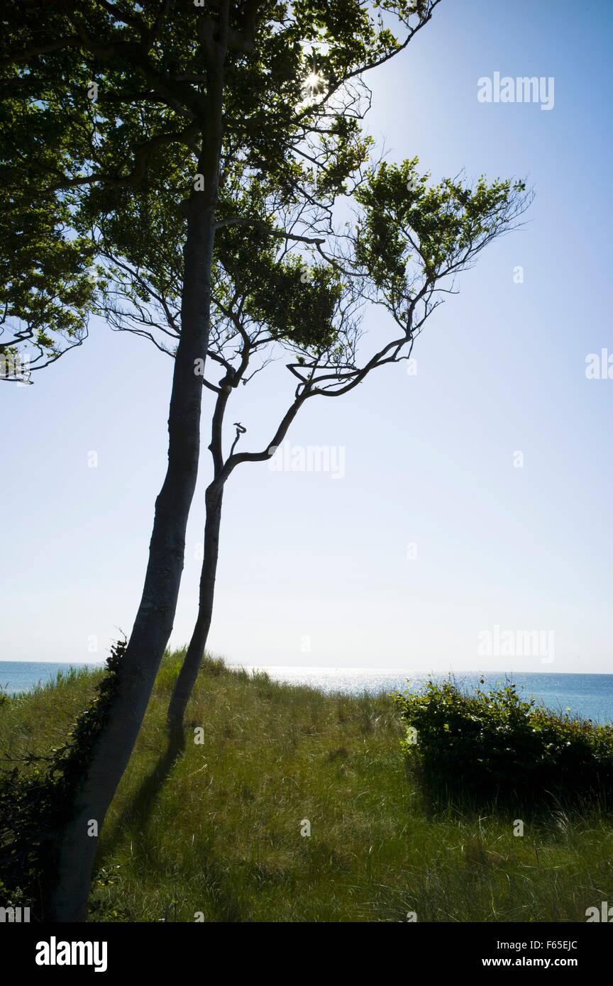 Windswept trees on the Baltic Sea near Darss Stock Photo - Alamy