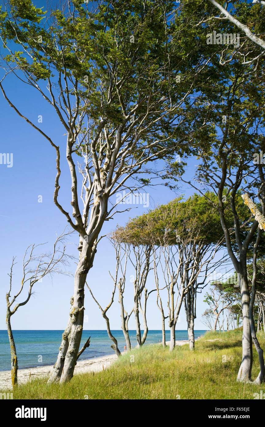 Windswept trees on the Baltic Sea beach near Darss Stock Photo - Alamy