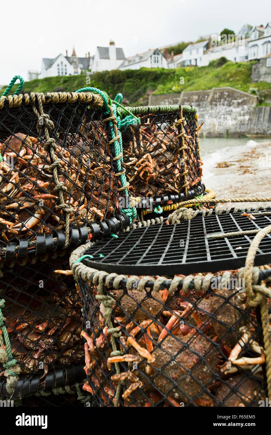 Baskets of freshly caught crabs at Port Isaac (Cornwall, England Stock ...