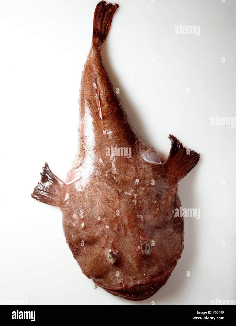 Rospo hi-res stock photography and images - Alamy