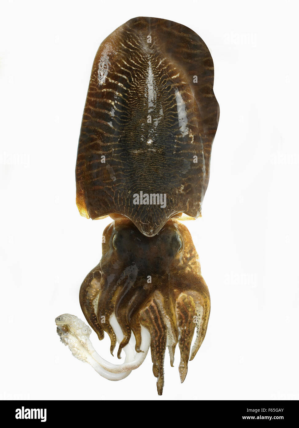 Cuttlefish tube hi-res stock photography and images - Alamy
