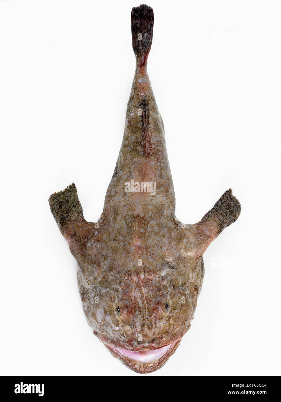 Whole monkfish hi-res stock photography and images - Alamy