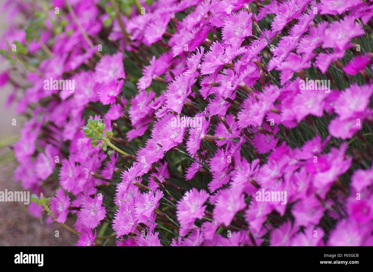 Flowerbed with lilac carnations Stock Photo - Alamy