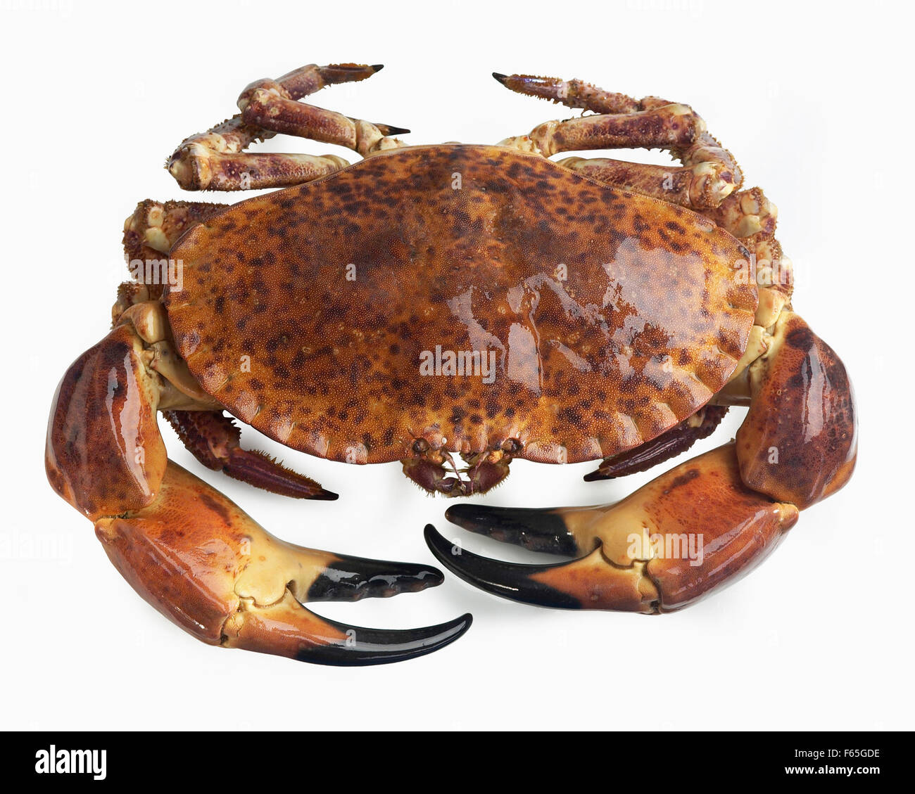 Common edible crab hi-res stock photography and images - Alamy